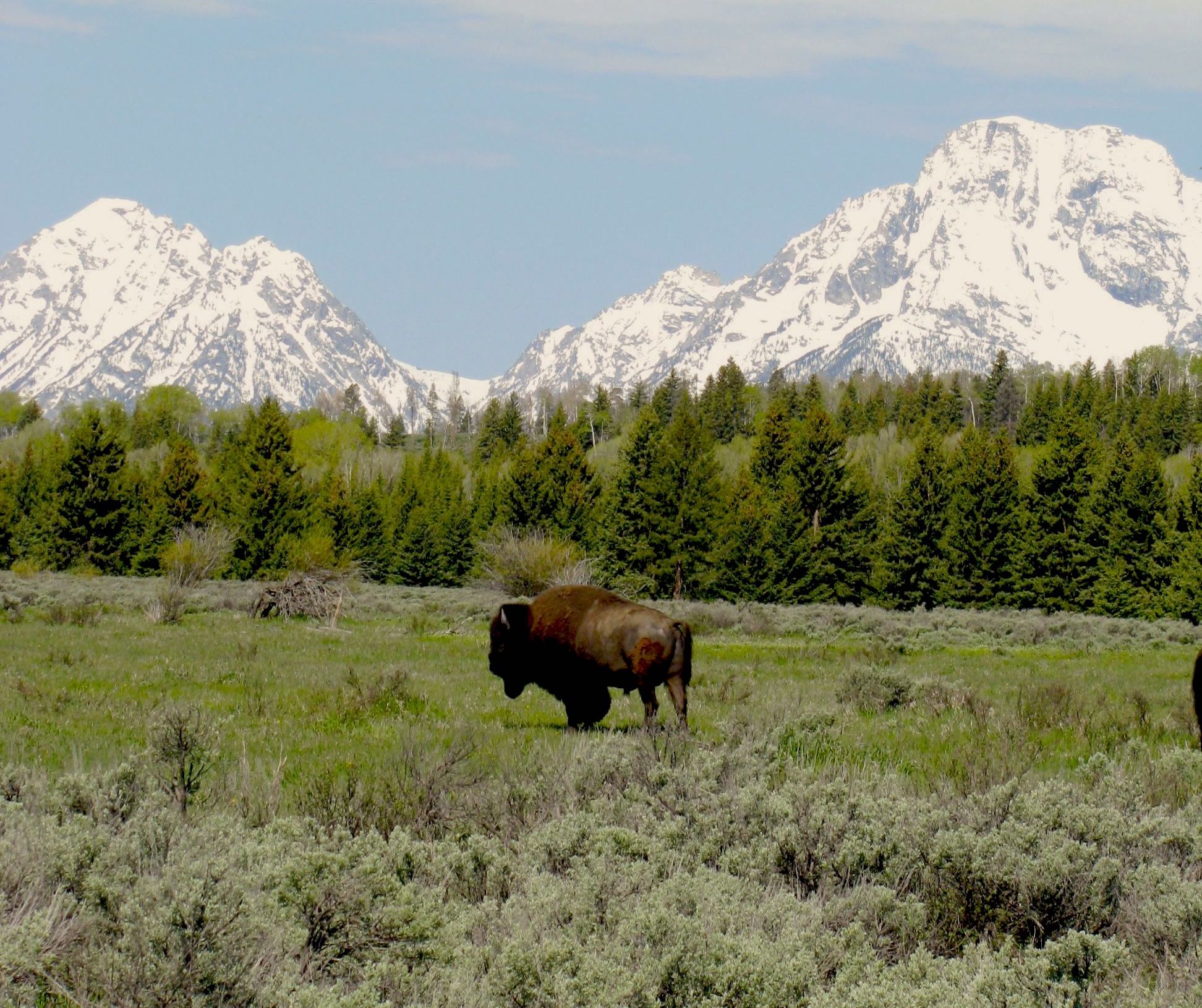 Domestication is the Greatest Threat to Wild Bison - CounterPunch.org