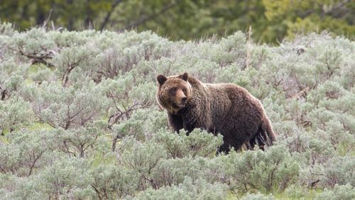Forest Service Tries to Illegally Shrink "Aecure Habitat" in huge ...
