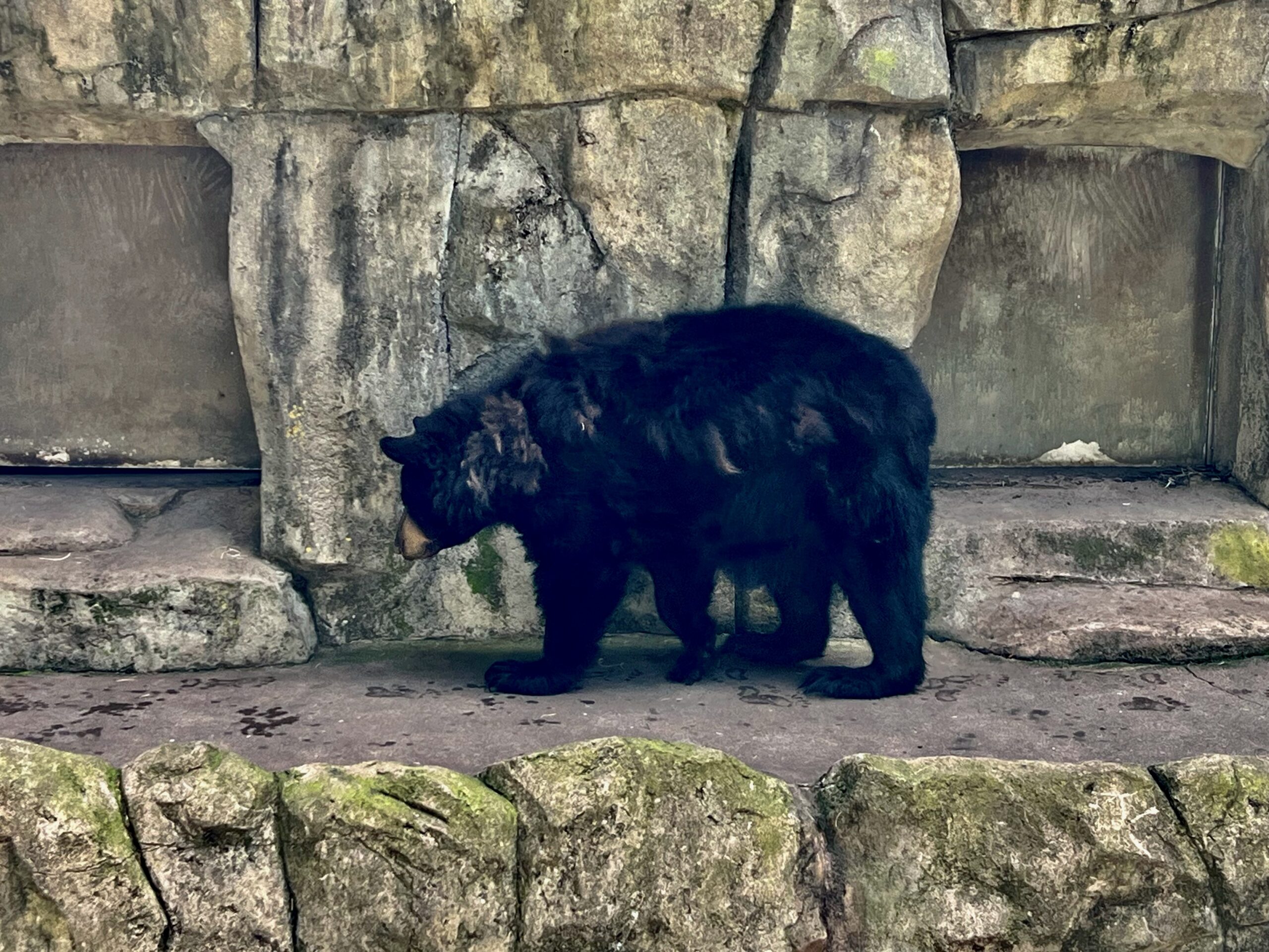 How Zoos Contribute to Disease Transmission Between Humans and Animals ...