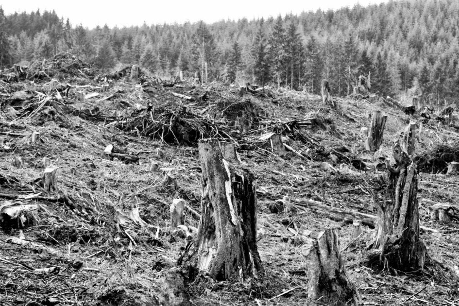 Tree-Killers Are Sick, the Nation is Sick, Forests Are Not ...