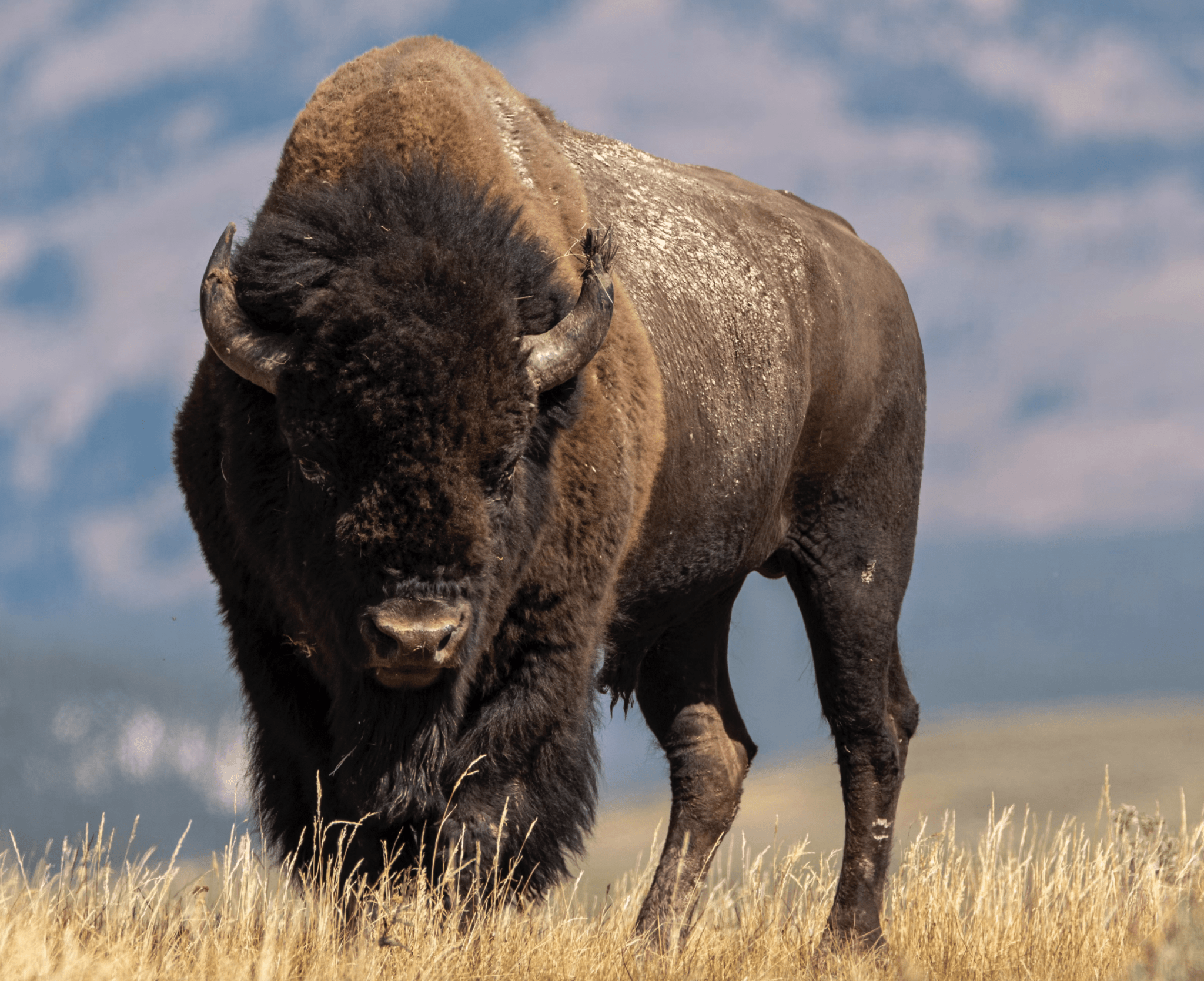 For Native Tribes It’s Déjà Vu All Over Again - CounterPunch.org